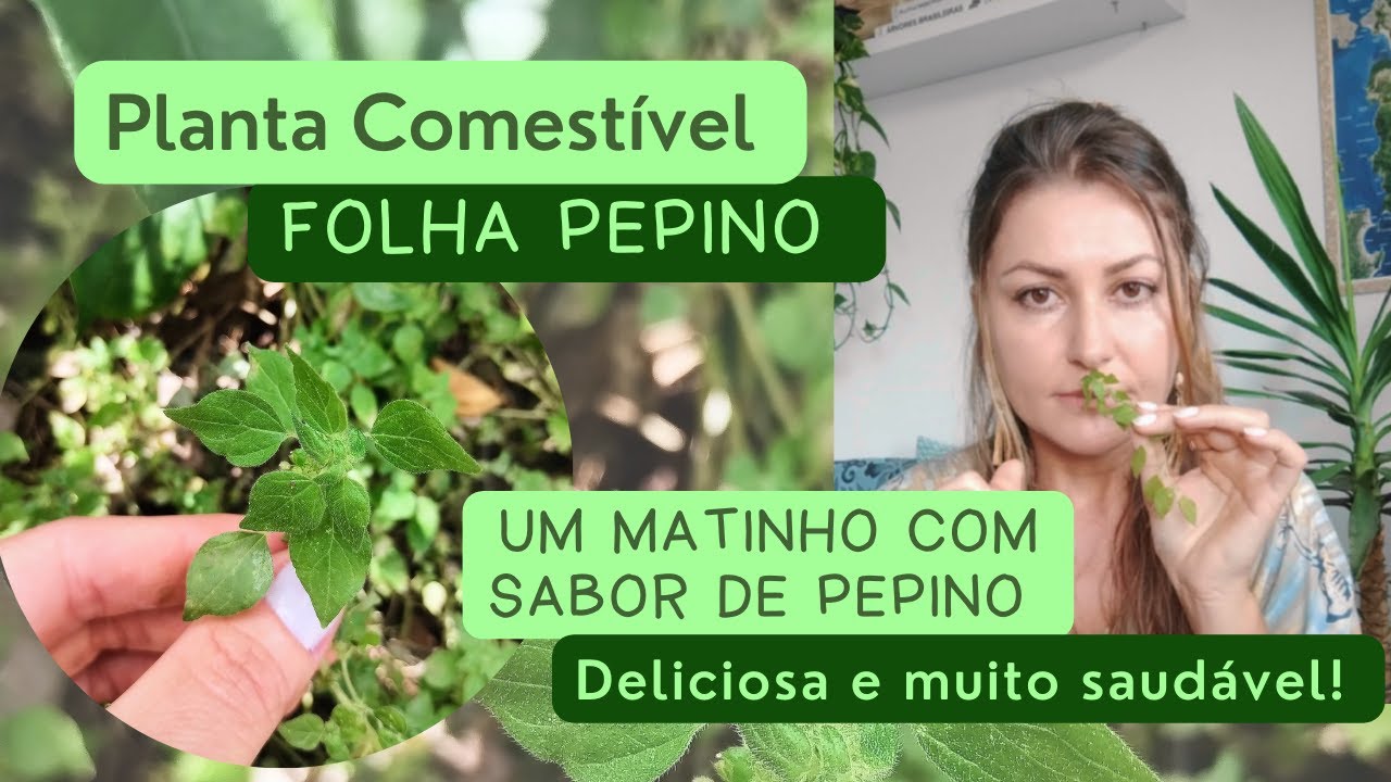 Planta comestível surpreendente! Folha-pepino🌿 - YouTube