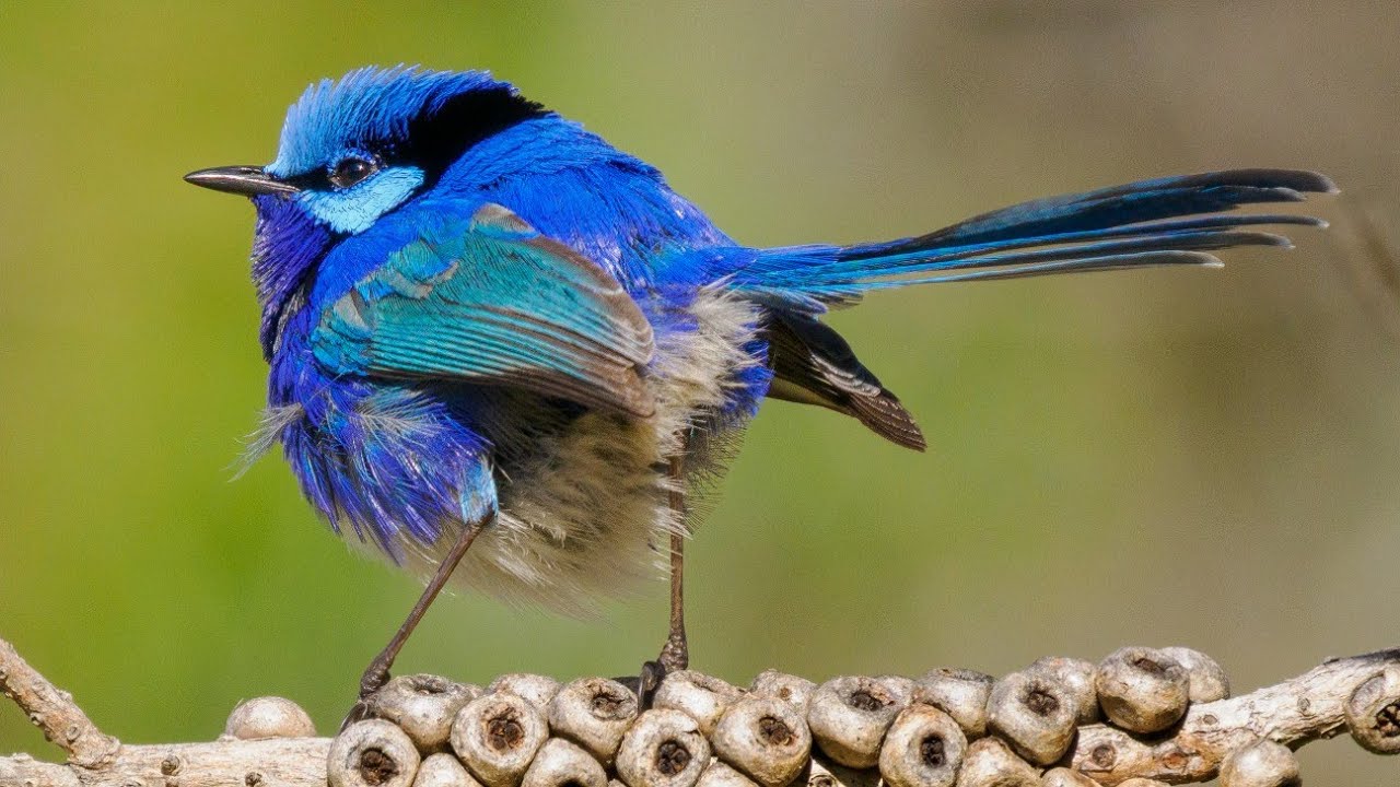 The Dancing Blue Wren Splendid Fairy Wren & Family #nature #birds - YouTube
