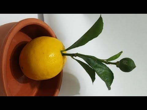 limon aşılama,limon cividi nasıl çimlendirilir