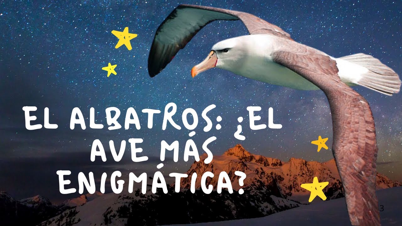 🦅 EL ALBATROS: SU FASCINANTE HISTORIA 🦅 - YouTube