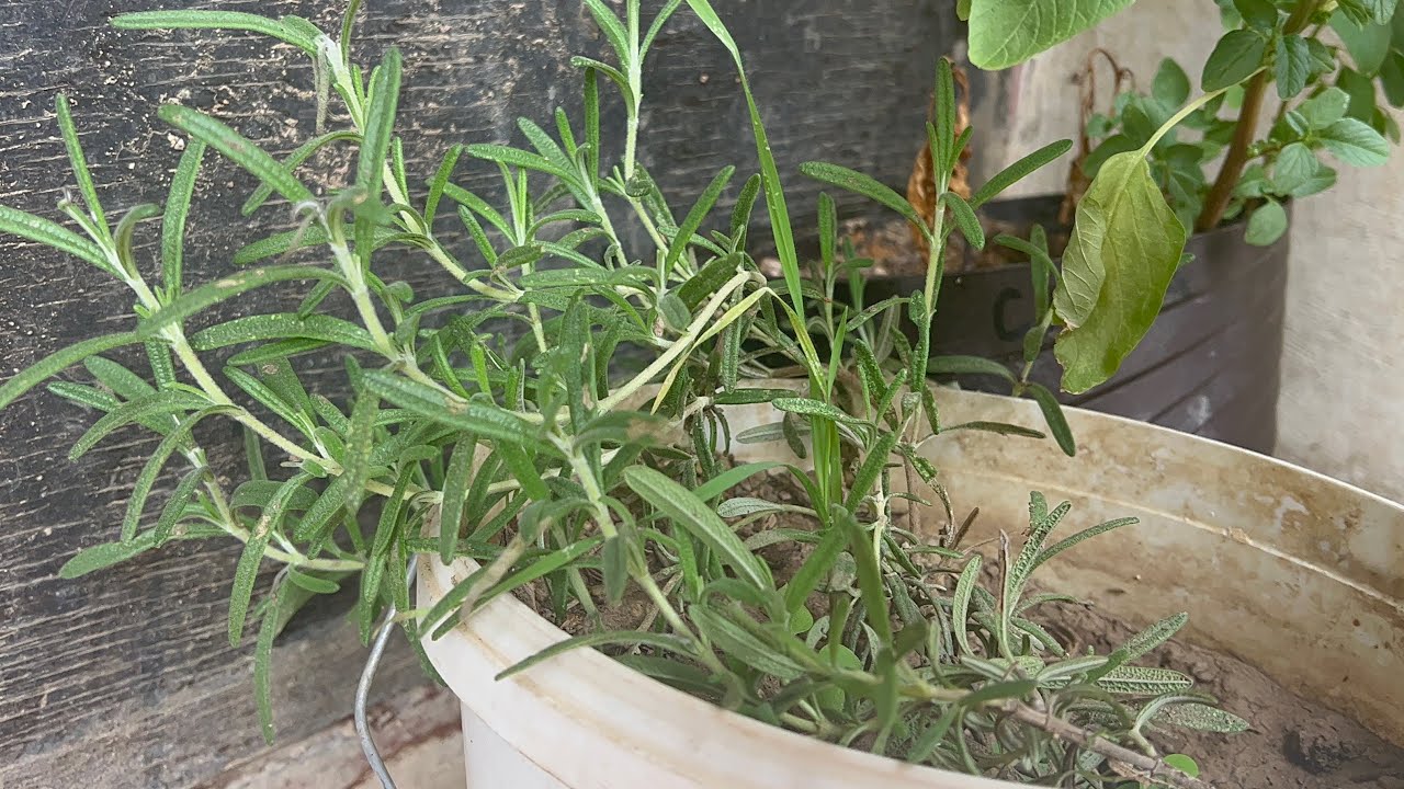 RUZMARIN KAO PRIRODNI LEK: Protiv raka,akni,nadutosti,savršen vid a ...