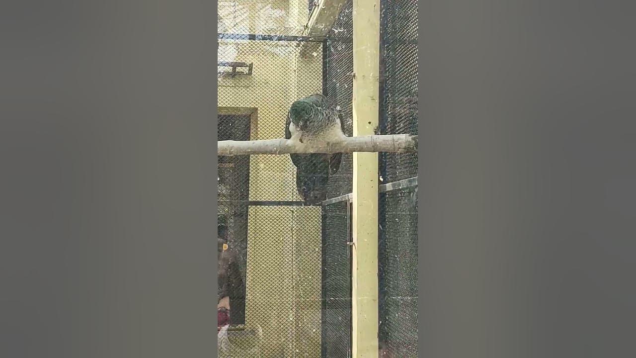 Zoo part 2 peacock - YouTube