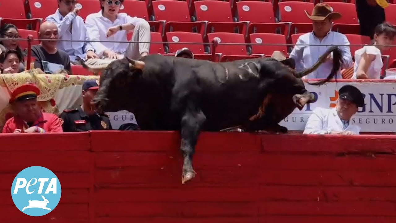 Terrified Bull Escapes Bullring in Desperate Attempt to Survive - YouTube