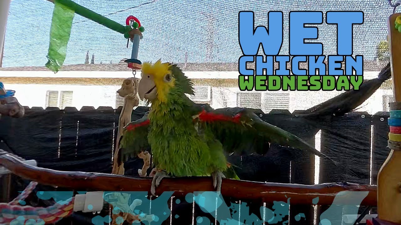 Amazon Parrots Showering - Wet Chicken Wednesday music video - YouTube