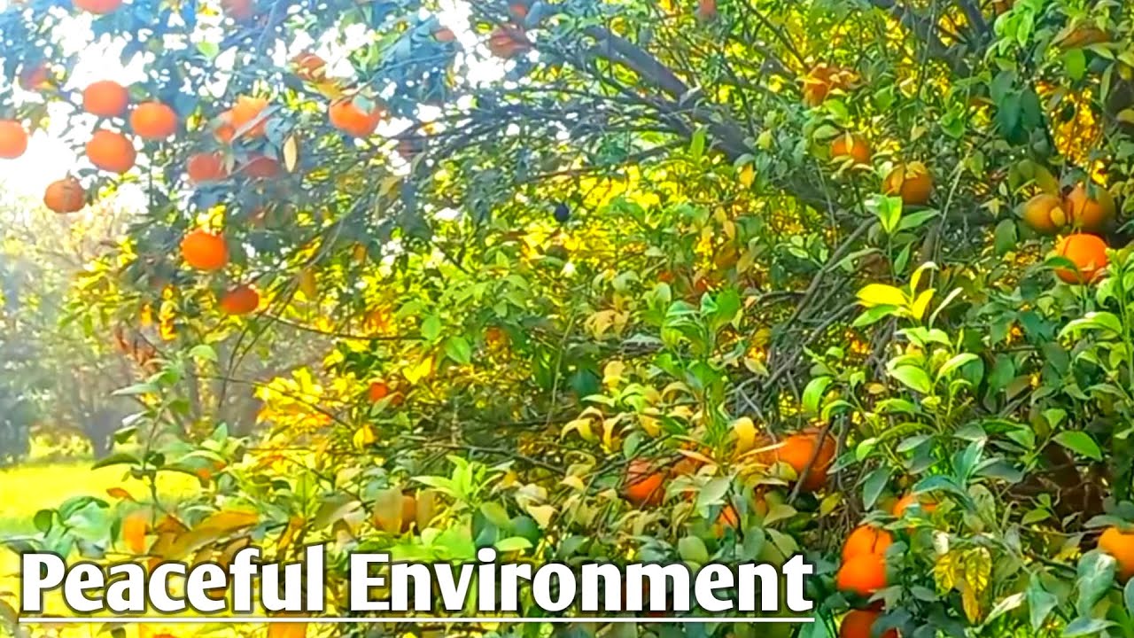 Peaceful Environment || Beautiful Nature Video for Calm Down || 4K ...