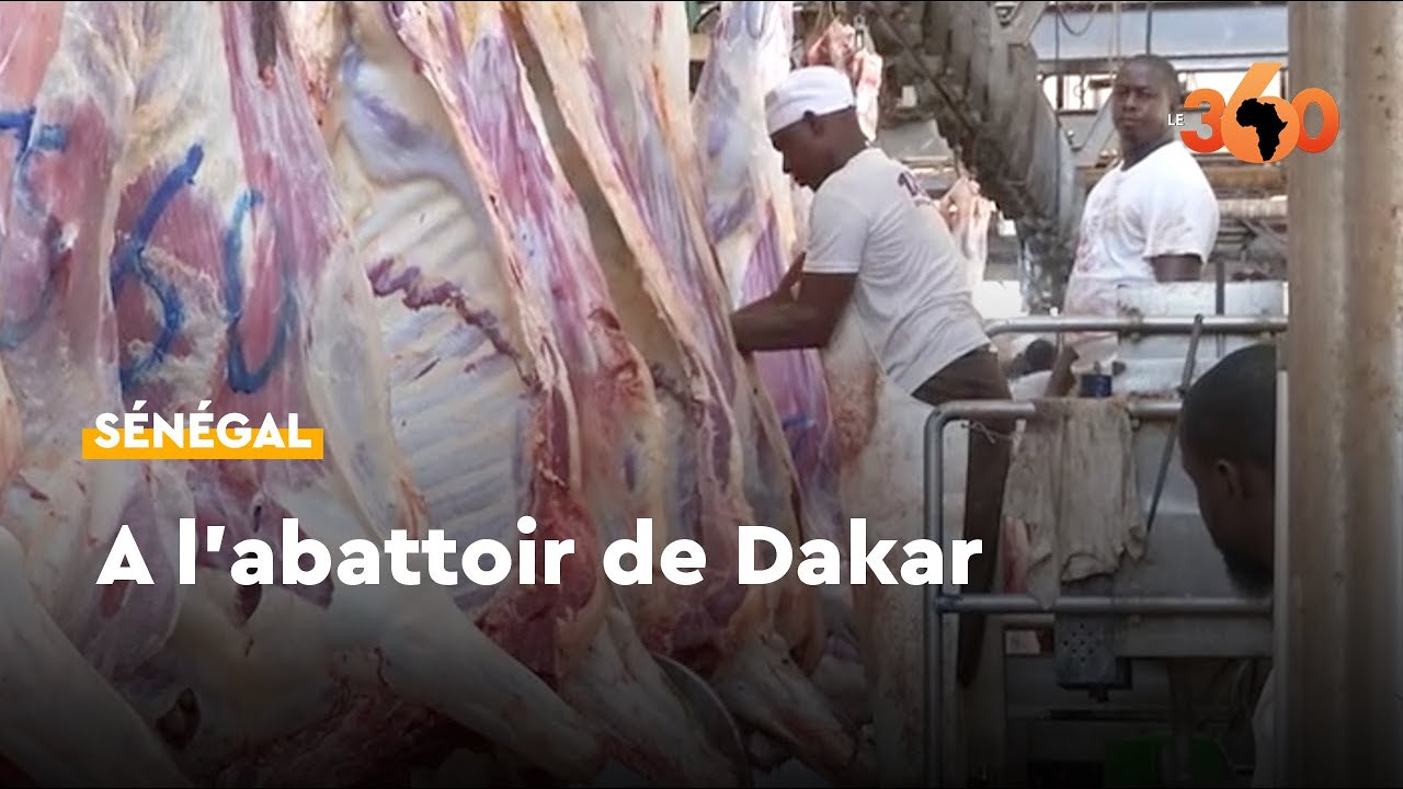 Sénégal: L’abattoir de Dakar, point de chute de l’élevage de bétail ...