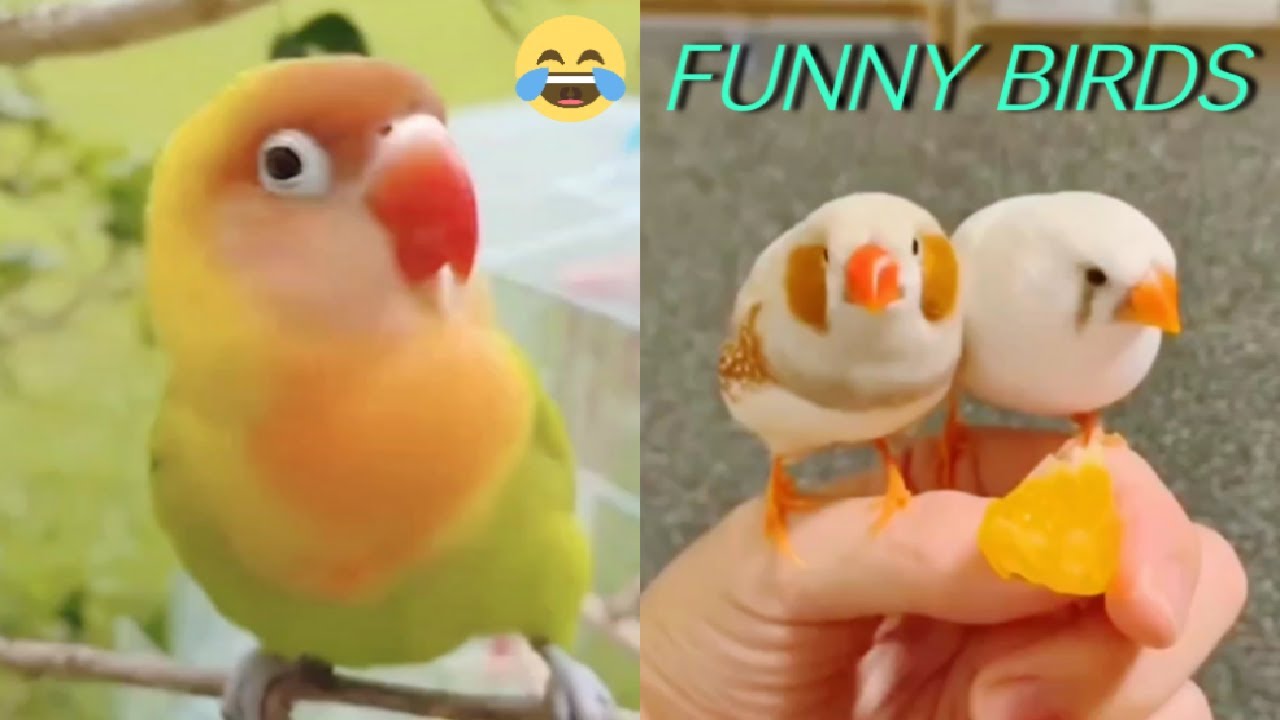 FUNNY BIRDS COMPILATION😂🤣😍 - YouTube