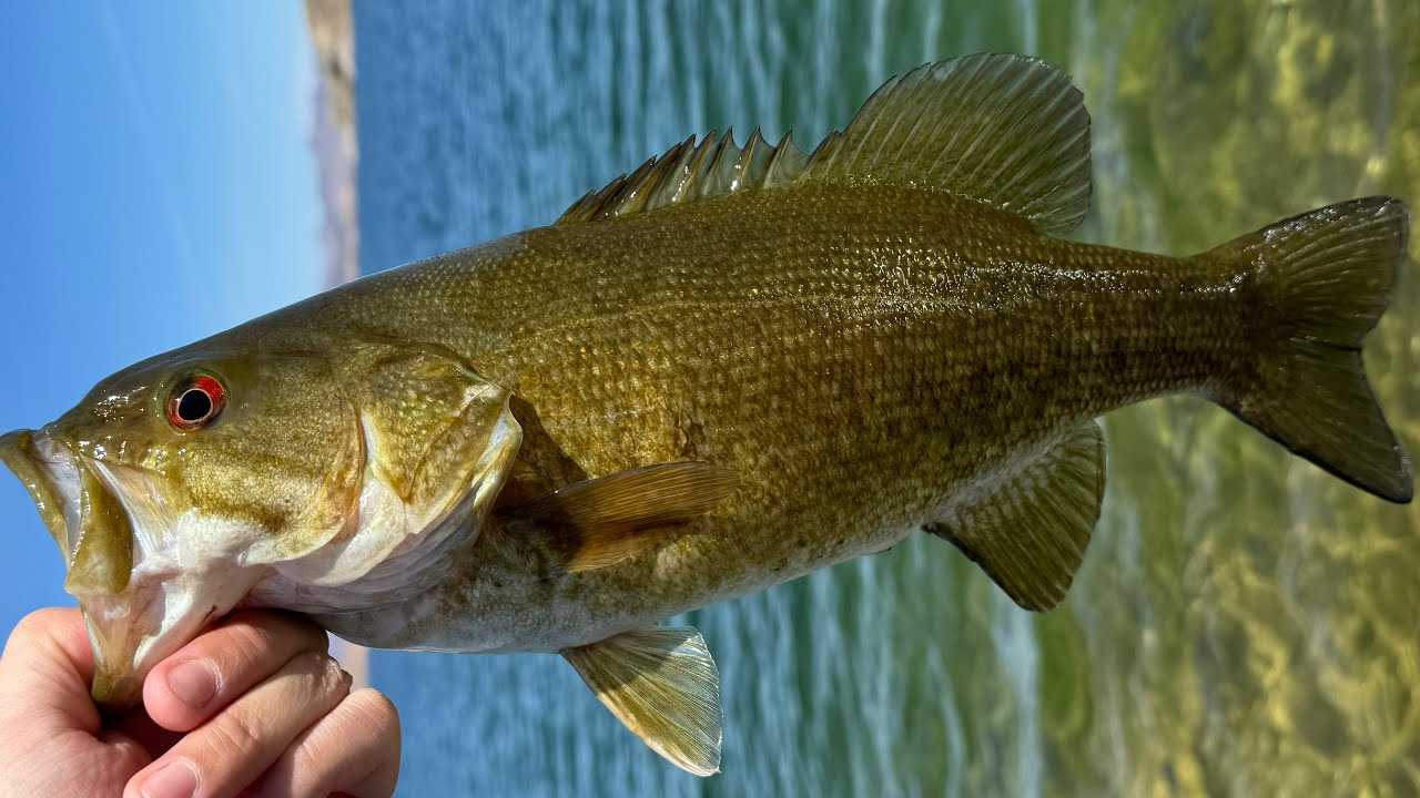First Prespawn Smallie of the year. - YouTube