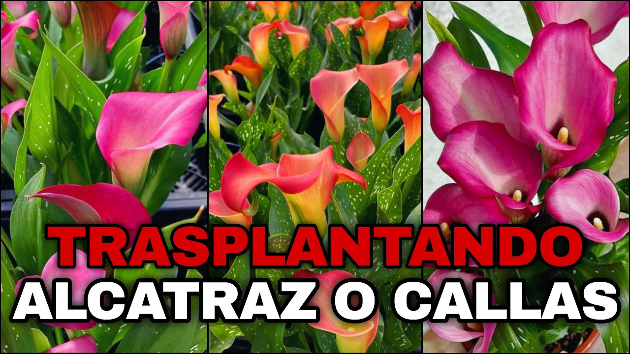 Trasplantando MIS ALCATRAZ o CALA DE COLOR ANTES DE LA FLORACIÓN - YouTube