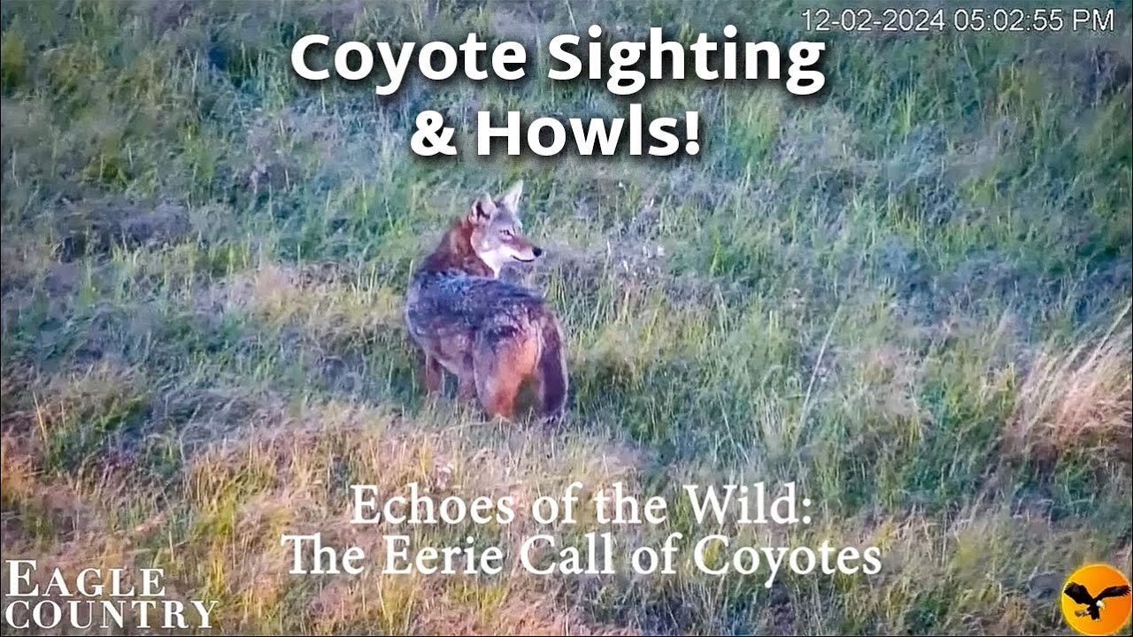 Sighting & Eerie Calls of Wild Coyotes | Eagle Country Bald Eagles ...