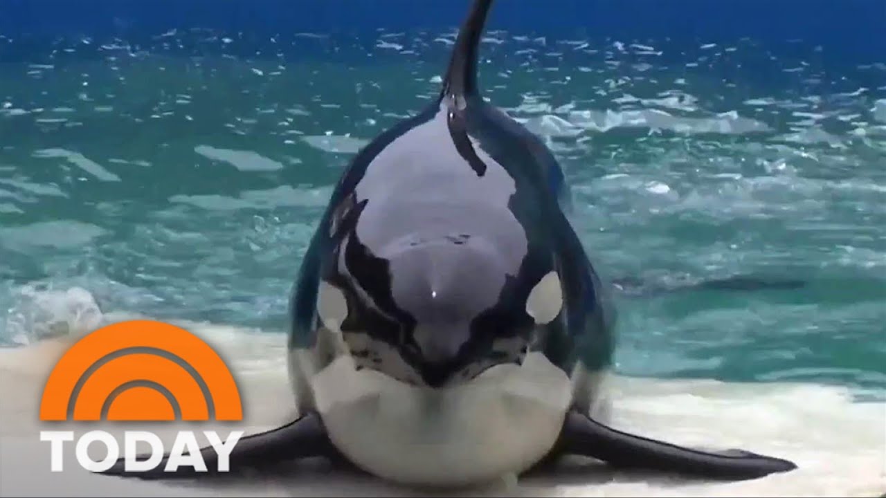 Oldest orca in captivity to be returned to the wild - YouTube