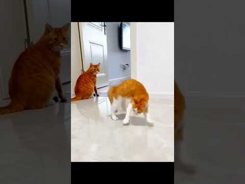 Gula Gula Gula Gula #cat #cats #catvideos