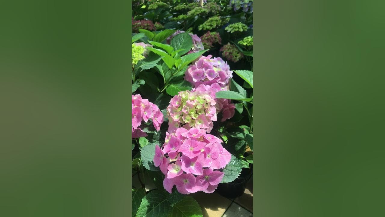 Гортензия МАРИНА - YouTube