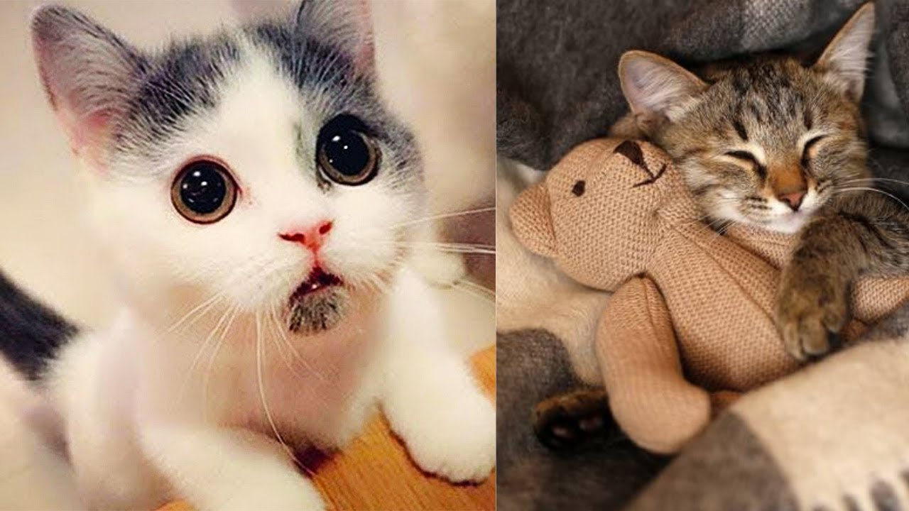 Cute baby animals Videos Compilation | Cute Baby Cats Video - YouTube