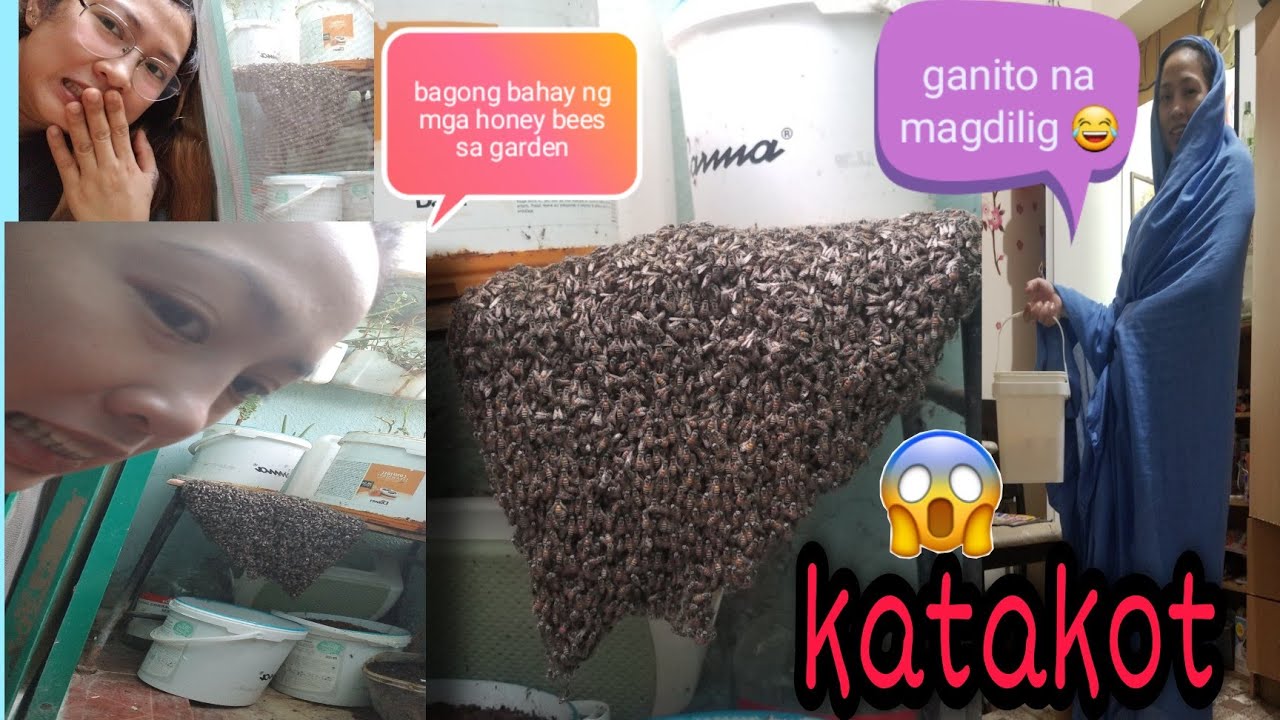 How i started Beekeeping at UAE:UAE Bees🐝 - YouTube