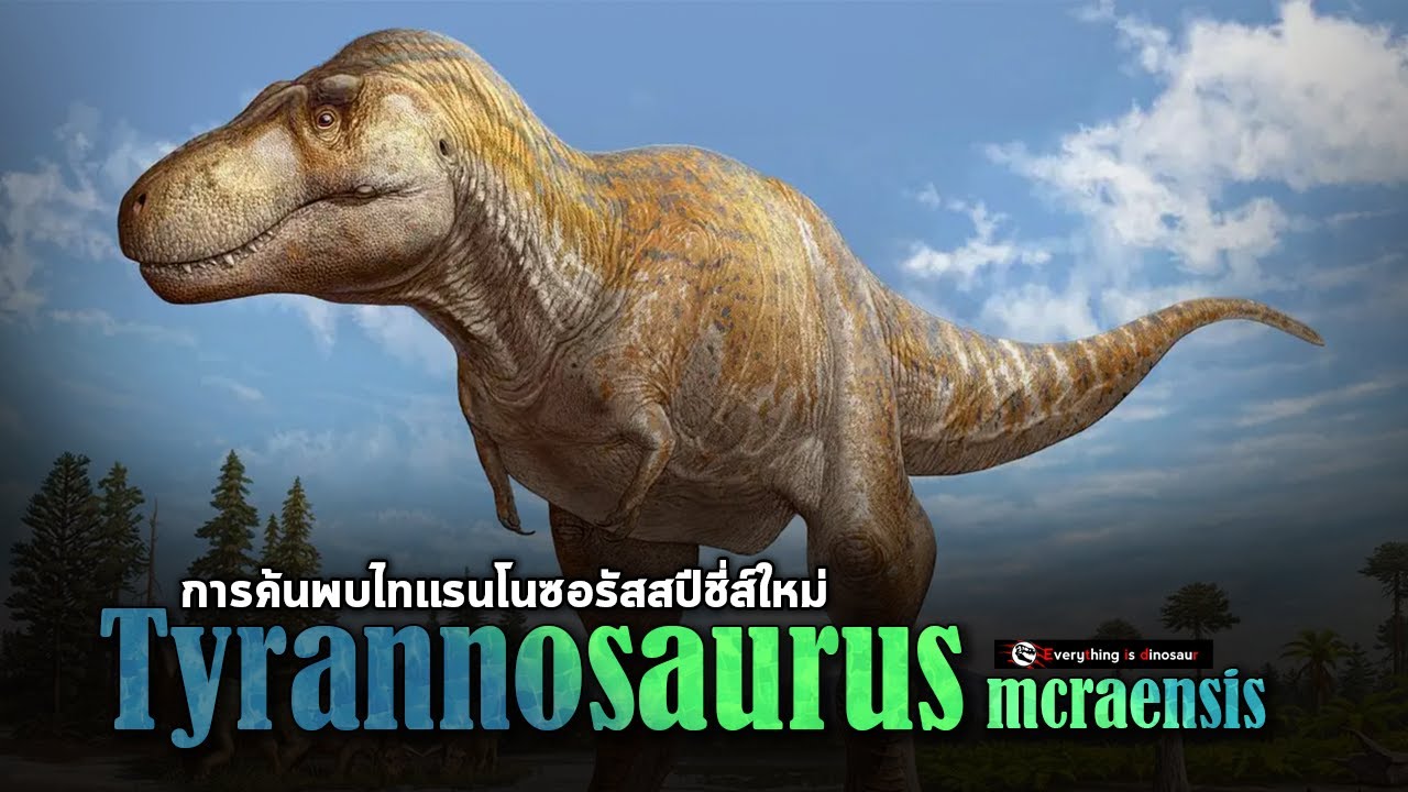 การค้นพบทีเร็กซ์สปีชี่ส์ใหม่ "Tyrannosaurus mcraensis" - YouTube