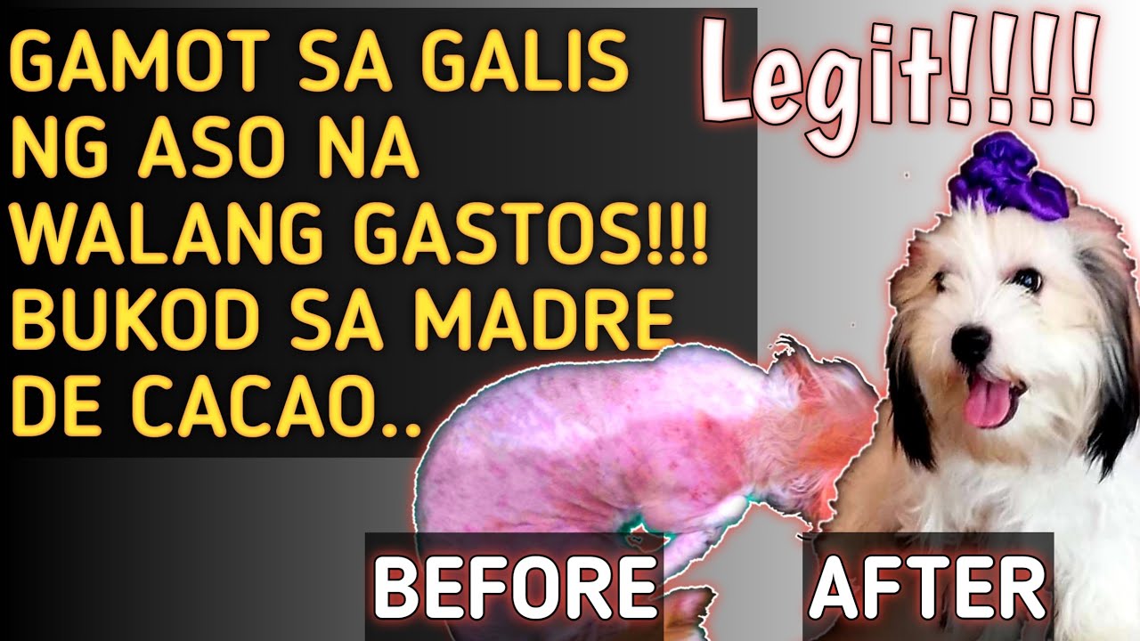 GAMOT SA GALIS NG ASO NA WALANG GASTOS!! LEGIT 100% - YouTube