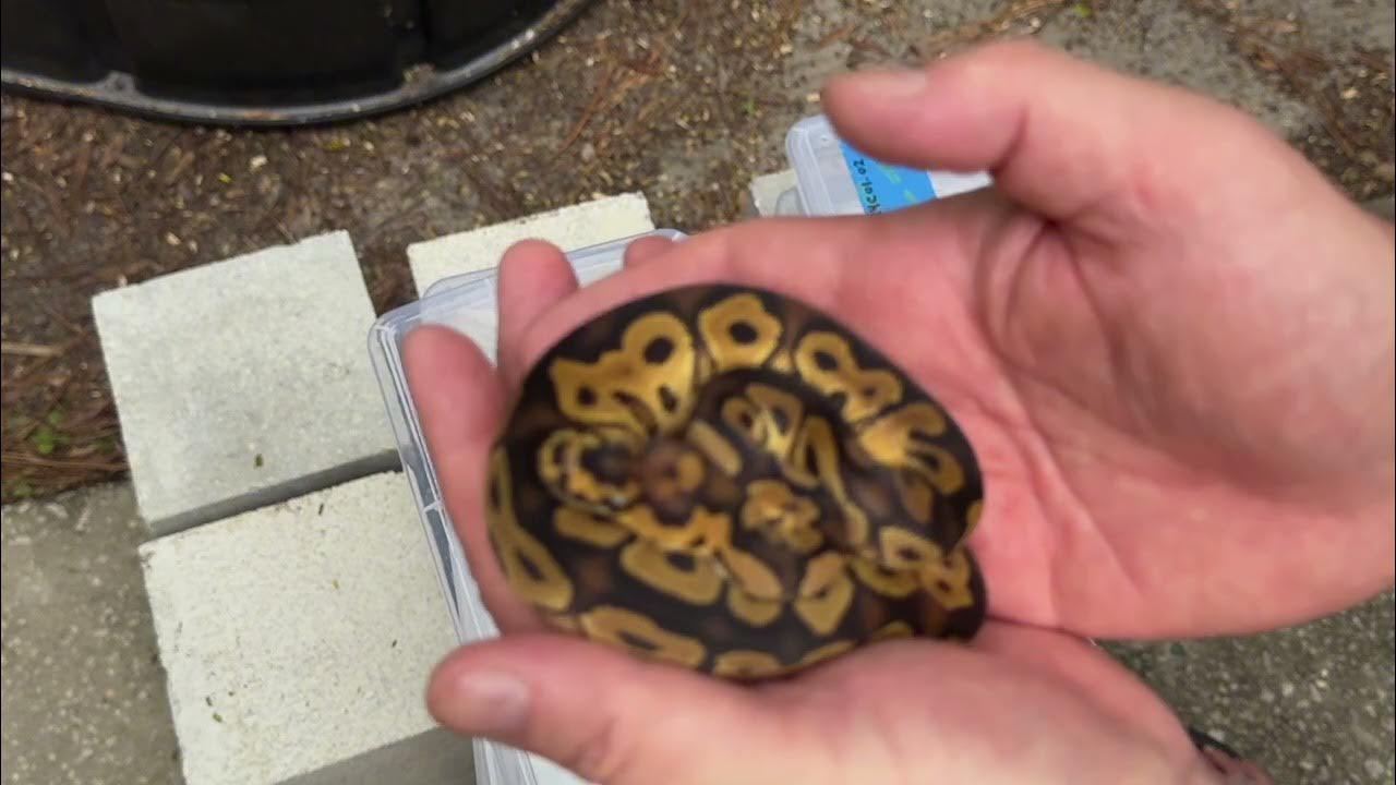 Available Baby Ball Pythons - YouTube