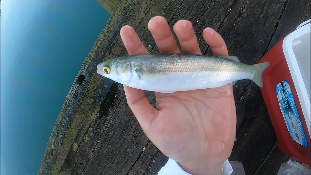 NZ Basic Fishing | Wharf | Awesome Yellow-Eyed Mullet frenzy - YouTube
