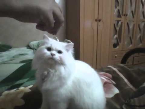 Feeding my shirazi cat - YouTube