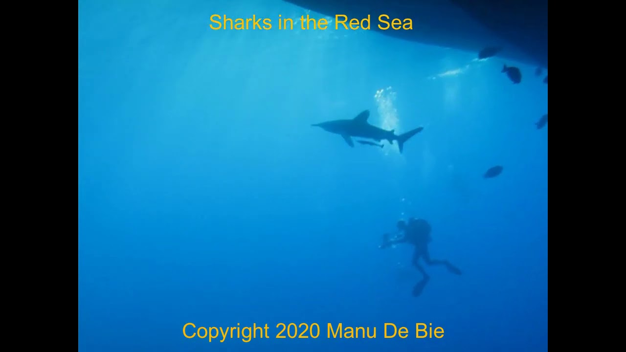 Sharks in the Red Sea - YouTube