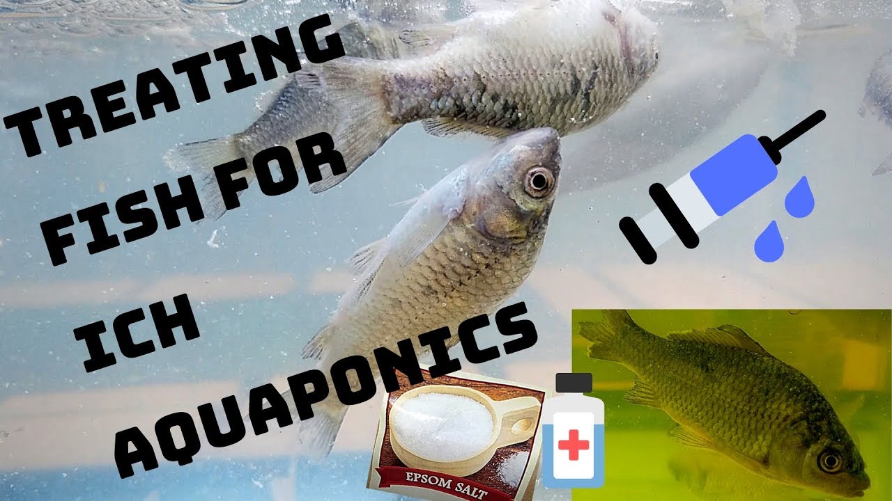 Treating fish for Ich (hybrid aquaponic system) - YouTube