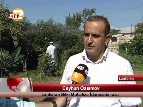 Lənkəranın meyvə bağlarında zərərvericilərə qarşı dərmanlama aparılır