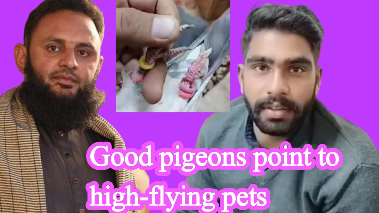 Good pigeons point to high-flying pets - YouTube