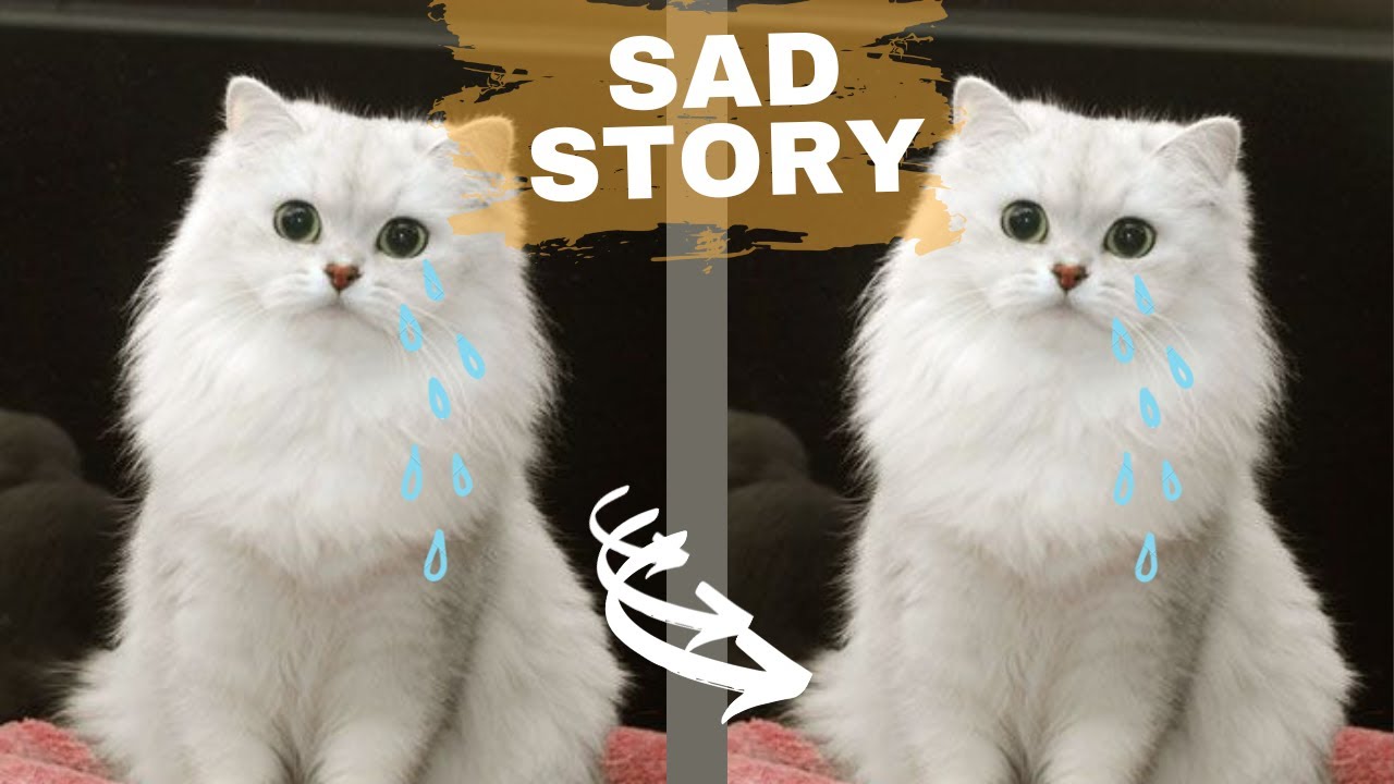 Beautiful animals Videos of cats | Compilation Cute moment of the Funny ...