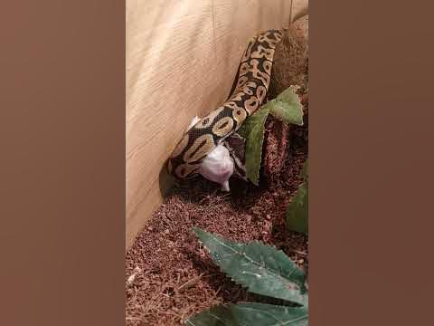 Feeding The Babie Royal Pythons #feeding #animal #shorts #animal # ...