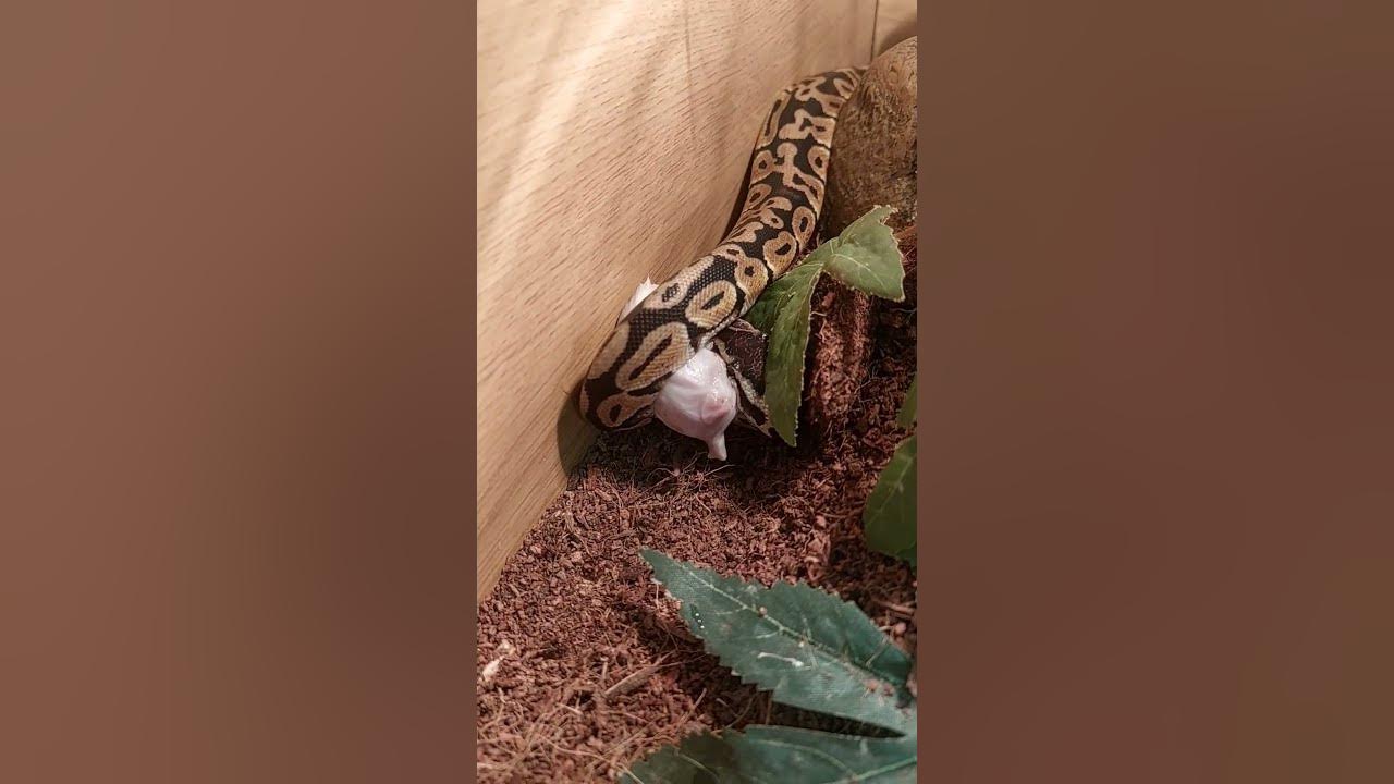 Feeding The Babie Royal Pythons #feeding #animal #shorts #animal # ...