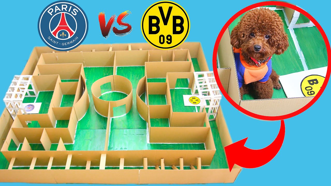 Our Dogs Predict C1 Champion Match PSG Vs Dormund | DIY Pet Toys - YouTube