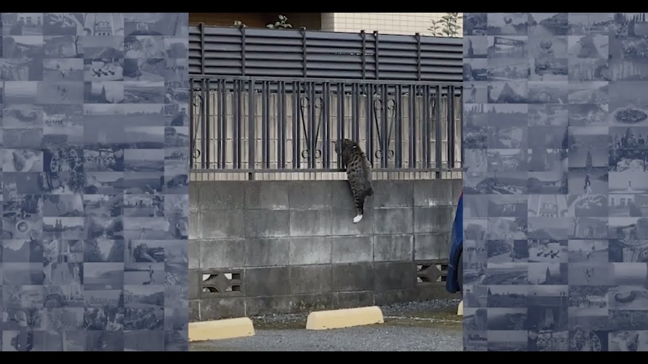 Chubby Cat Gets Stuck in Fence While Following Fellow Feline - YouTube