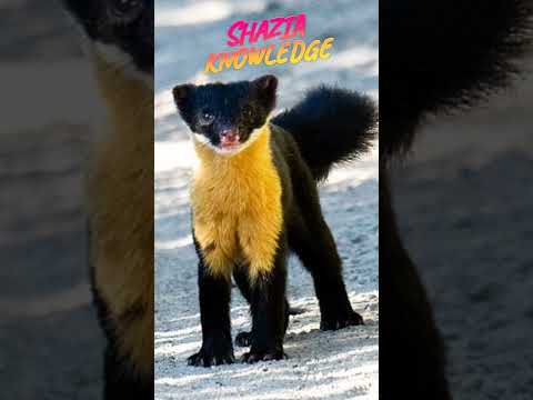 stoat attack | why stoeat are the ultimate hunters|The secret Life of ...