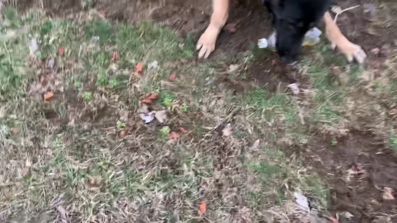 German Shepherd playing fetch. - YouTube