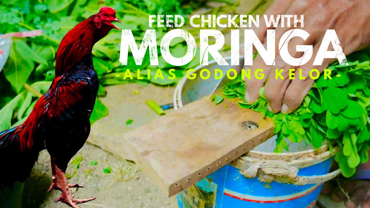 what to feed chickens with MORINGA alias godong kelor - YouTube