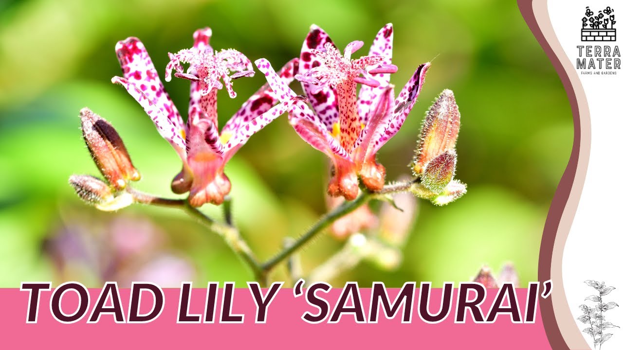 Discover the Unique Beauty of TOAD LILY ‘SAMURAI’! (Tricyrtis formosana ...