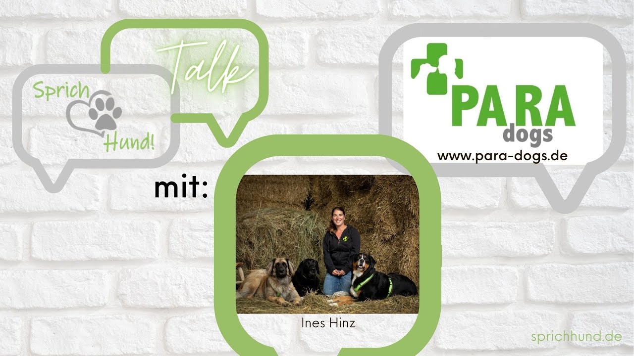 Sprich Hund-Talk - Hundespiel erkennen und beeinflussen - YouTube