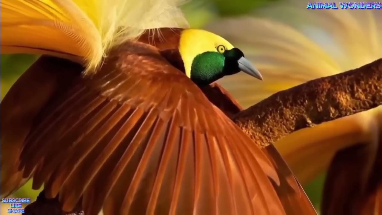 Most Exotic Birds | Realizing Bird Sounds | Breathtaking & Smoothing Nature | Stress Relief ...