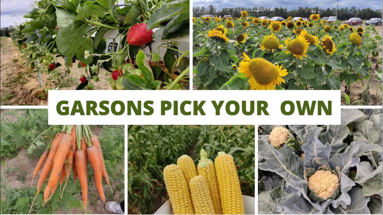 Garsons Farm Pick your Own | Garsons Pick your own Esher ...
