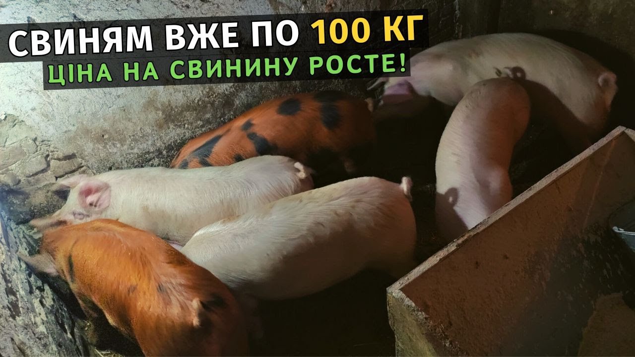 Свиням вже по 100 кг. Проста і швидка відгодівля сухим кормом. Ціна на ...