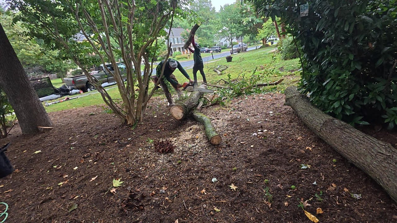 Taking Down A Dead Leaning Tree - YouTube