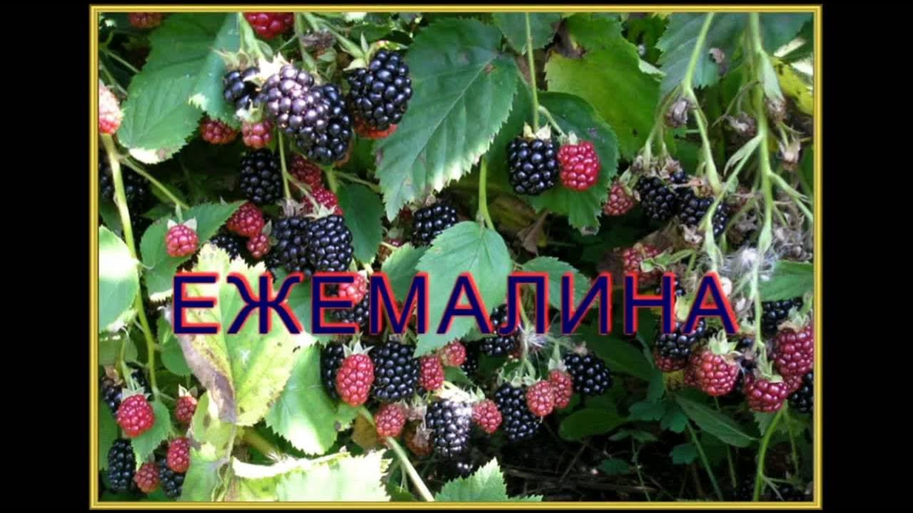 #Ежемалина. - YouTube