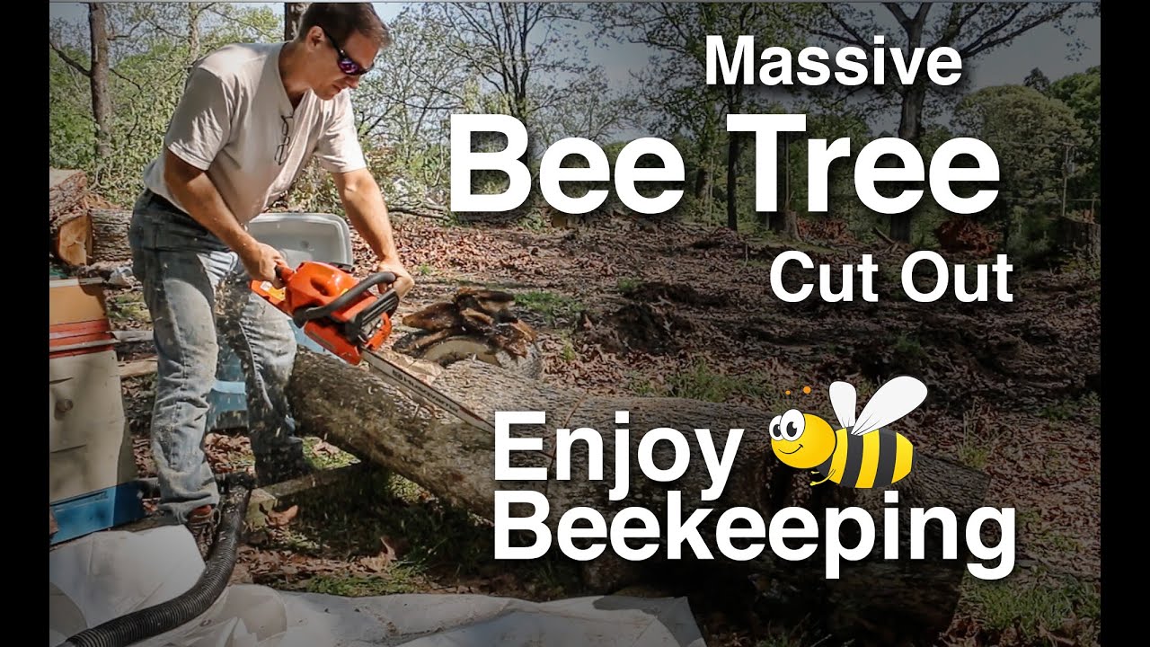 Bee Tree Cut Out: Saving a Massive Colony! 🐝 - YouTube