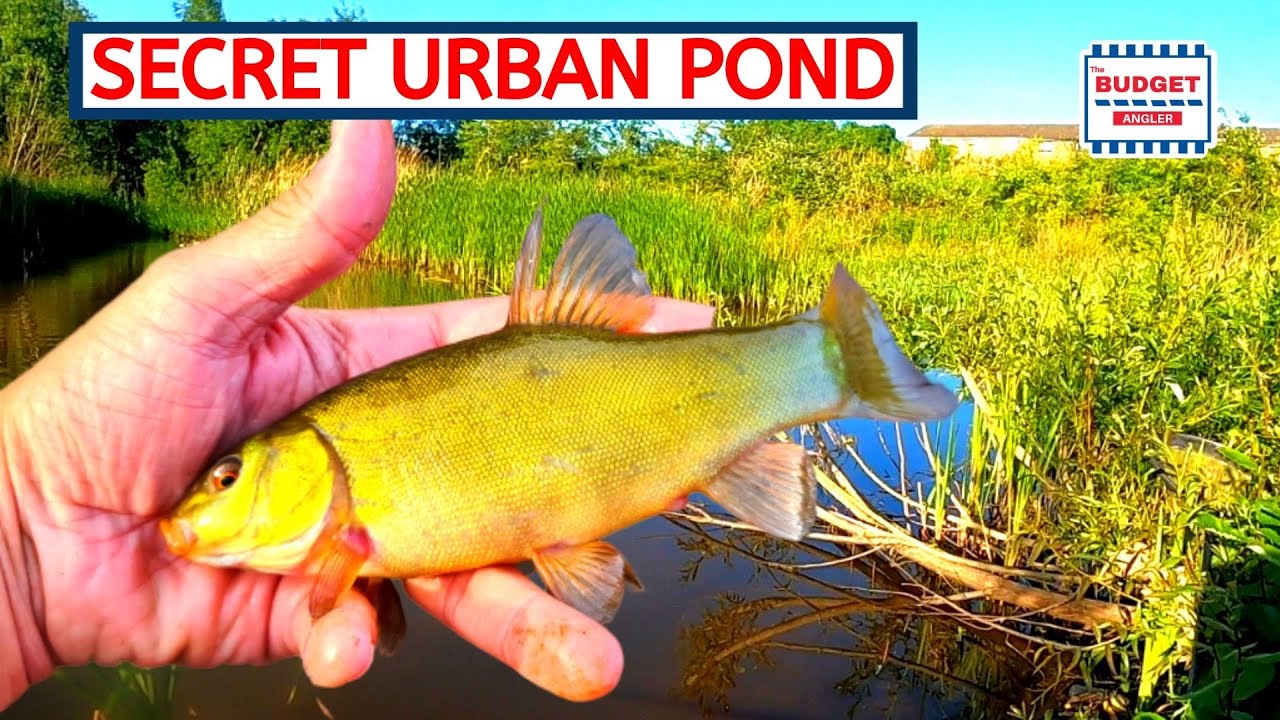 Tench Fishing in a SECRET London Pond - YouTube