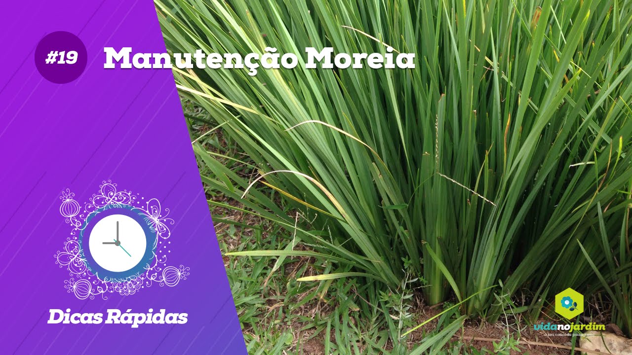 Dicas rápidas - Manutenção moreia "Dietes" #19 - YouTube