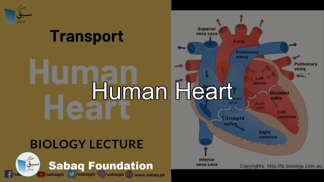 Structure of Human Heart, Biology Lecture | Sabaq.pk - YouTube