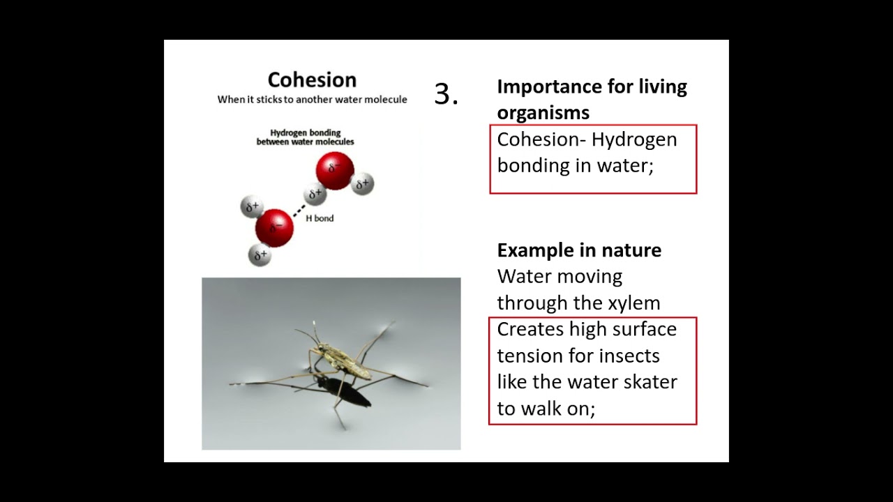 Cohesion Of Water Example