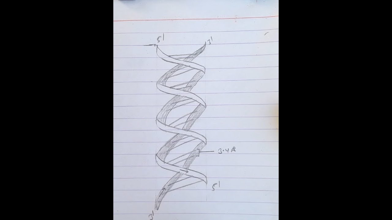 draw Dna structure.very easy in few steps.for exam.How to draw dna in ...