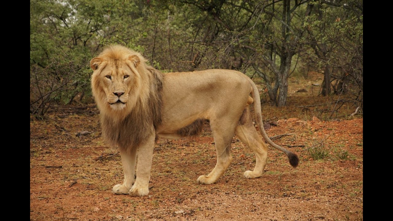 Adult Lions - YouTube